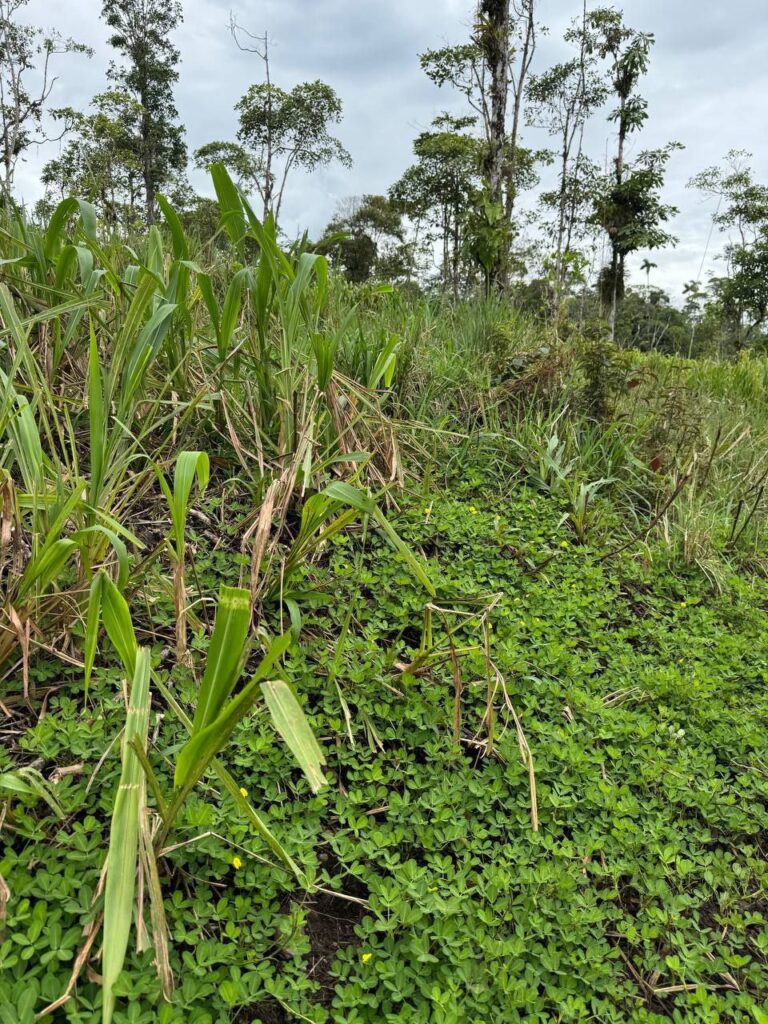 🌿 Finca en venta en Palora 🌿 24 Has - Prop-ecuador 🇪🇨